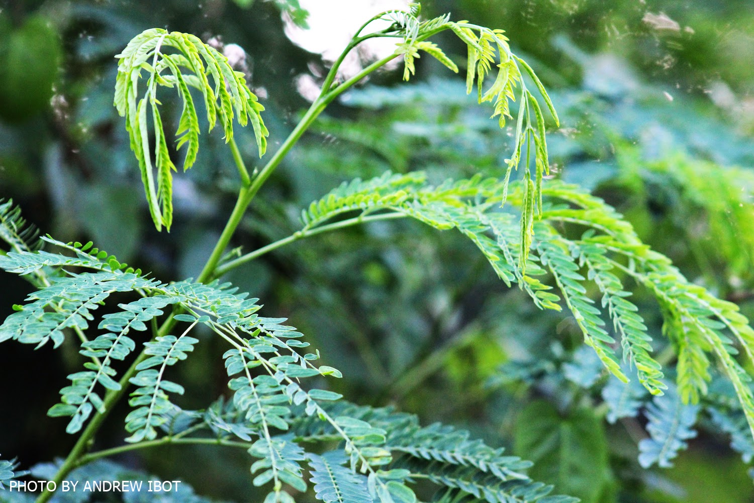 Ako si ANDREW IBOT!: Ipil-ipil (Leucaena glauca L.)