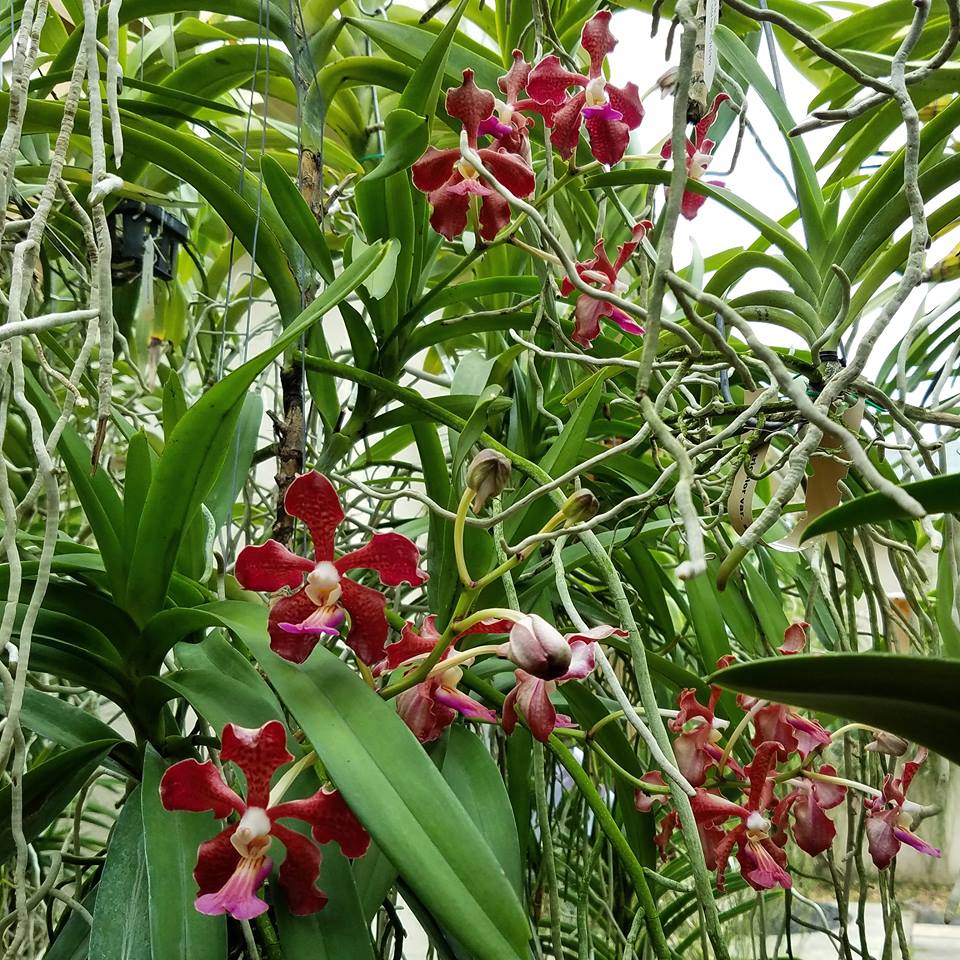 Orchid Boom - World of orchids: Vanda Mimi Palmer x insignis