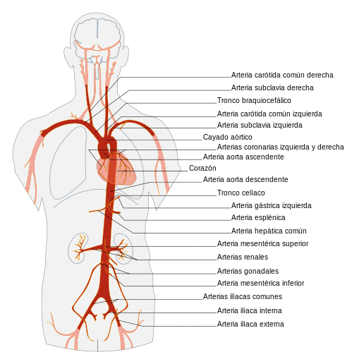 Tarepaso: El corazón y el sistema circulatorio