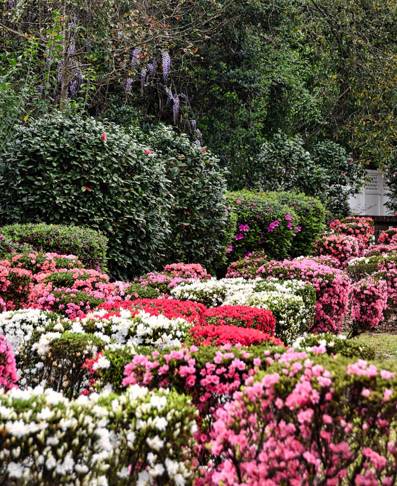 Royal Town Rambles: The Splendor of a Southern Spring