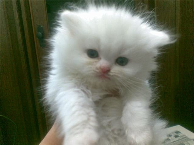 صور القط الشيرازى المون فيس Shirazi cat Moon Face