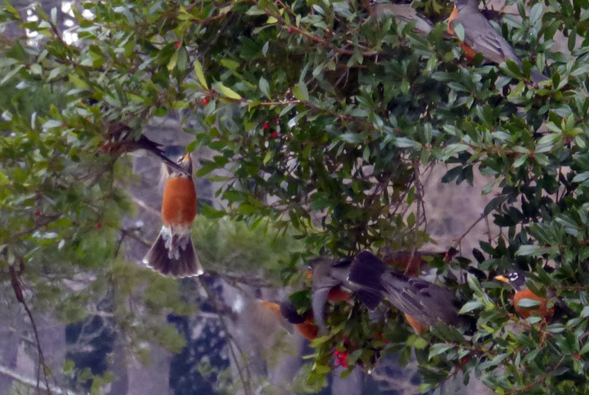 Life, Birding, Photos and Everything: First Robins of Spring?