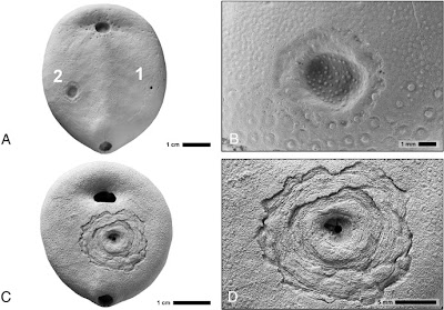 The Echinoblog: Fossil Parasites & Commensals! 5 Examples! Happy ...