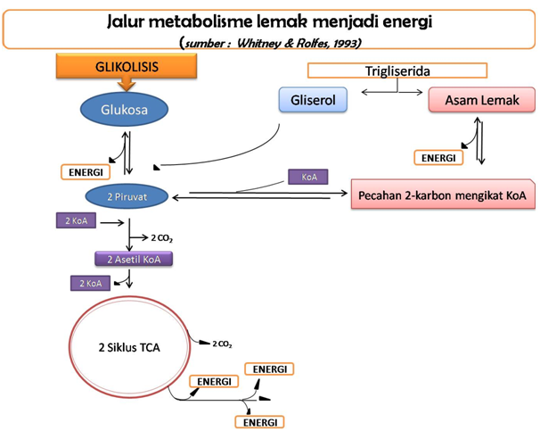 Chemistry- Pasca Sarjana: BIOKIMIA REGULASI METABOLISME KARBOHIDRAT DAN ...