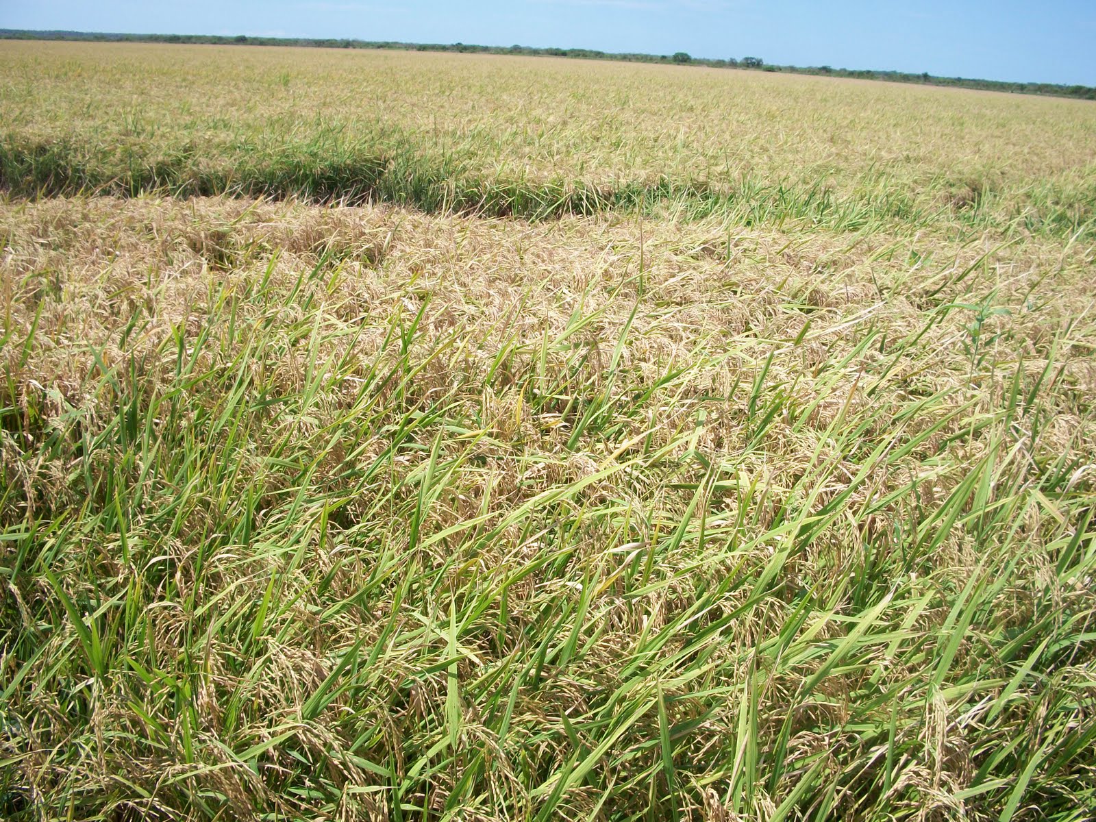 Leaning on the Everlasting Arms: Growing Rice in Belize
