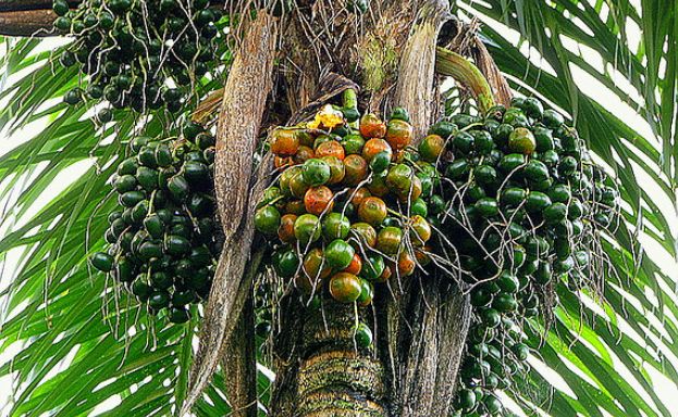 La fruta Bactris gasipaes sus beneficios para la salud - Salud Integral