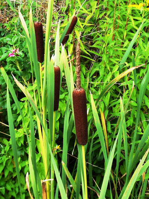 Tussen droom en werkelijkheid: Grote lisdodde