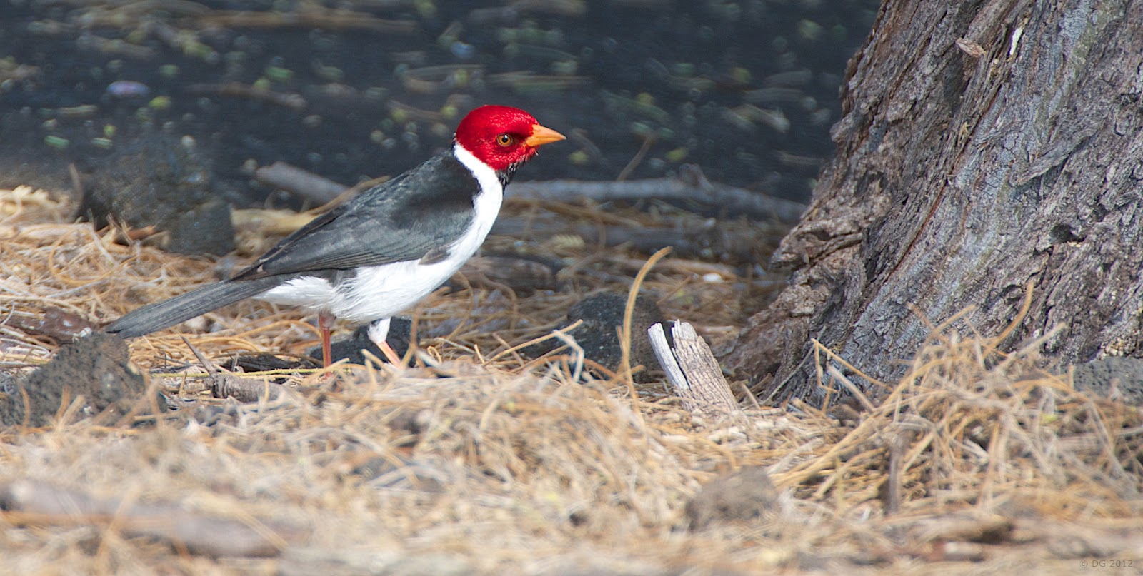 Hi - Yellow-billed Cardinal