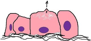 Blog Mahasiswa: Klasifikasi Epitel Kelenjar