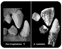 ARDIPITHECUS KADABBA: ¿UN CHIMPANCÉ BÍPEDO?