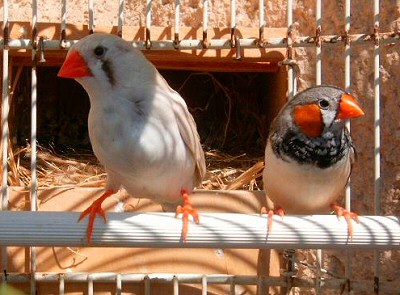 Exotic Birds: Totul despre Zebre Australiene
