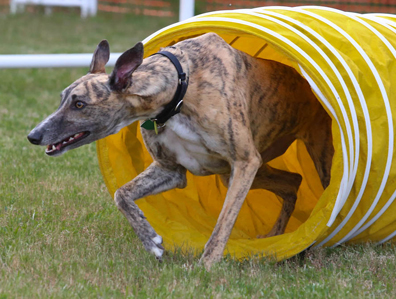 Greyhound Puppy Blog: Greyhound Agility