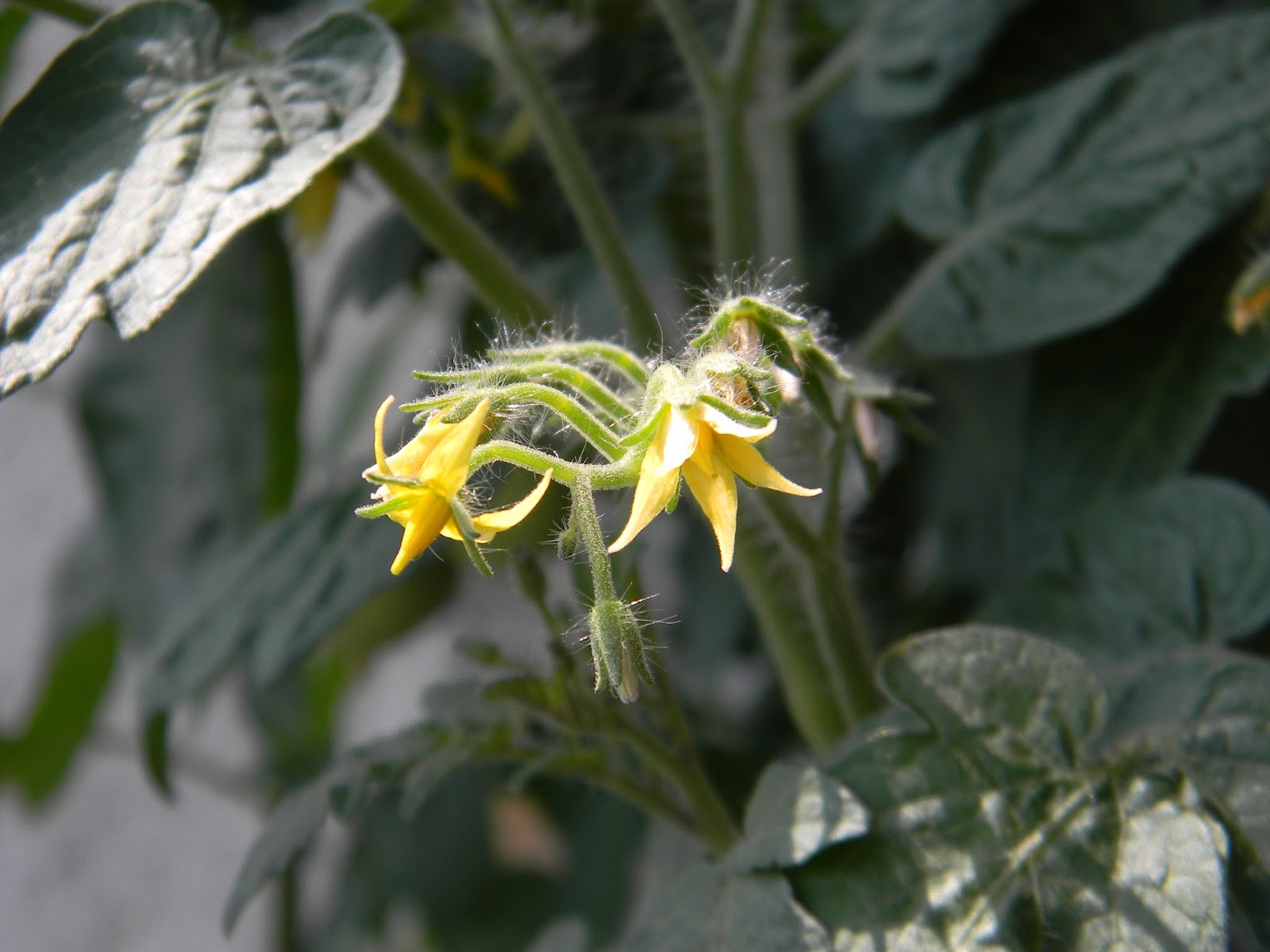 Gradina de pe balcon