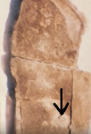 Creation - The Written Truth: #HUMAN FOSSIL FOOTPRINTS #HUMAN FOSSIL ...