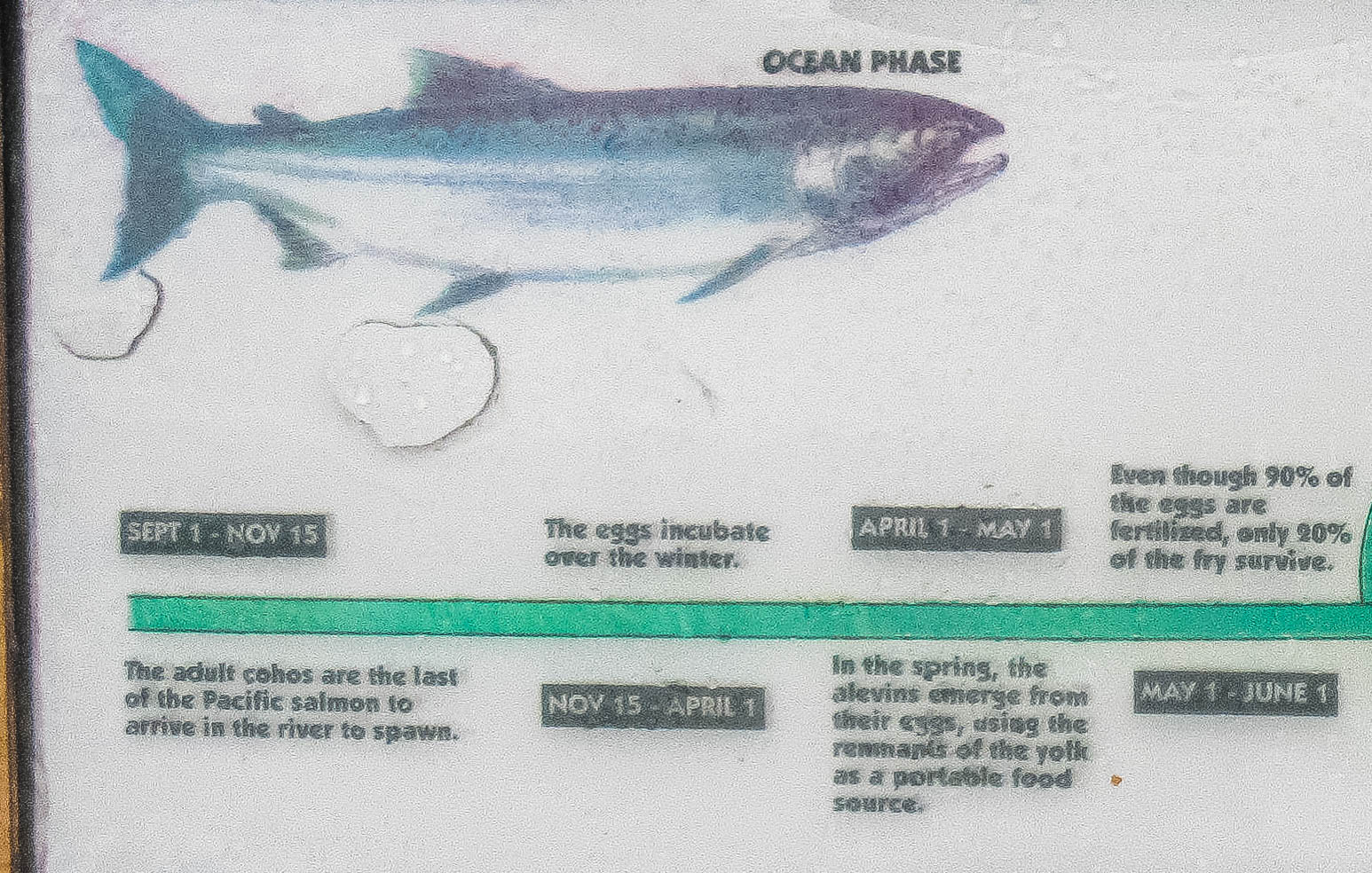 Cannundrums: Pacific Salmon - Five Species