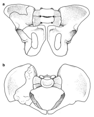 Paleoantropología hoy: Australopithecus afarensis