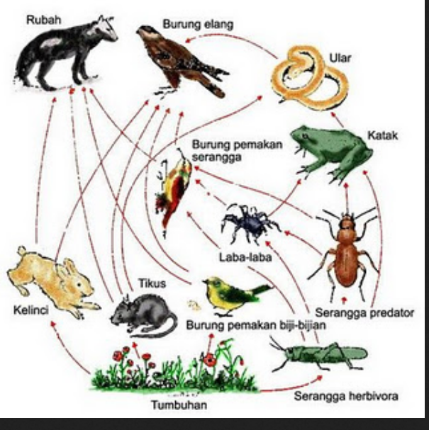 Fungsi Komponen Abiotik dan Biotik Serta Contohnya Masing-masing