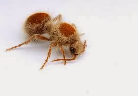 honey bee and wasp: Mutillid Wasp