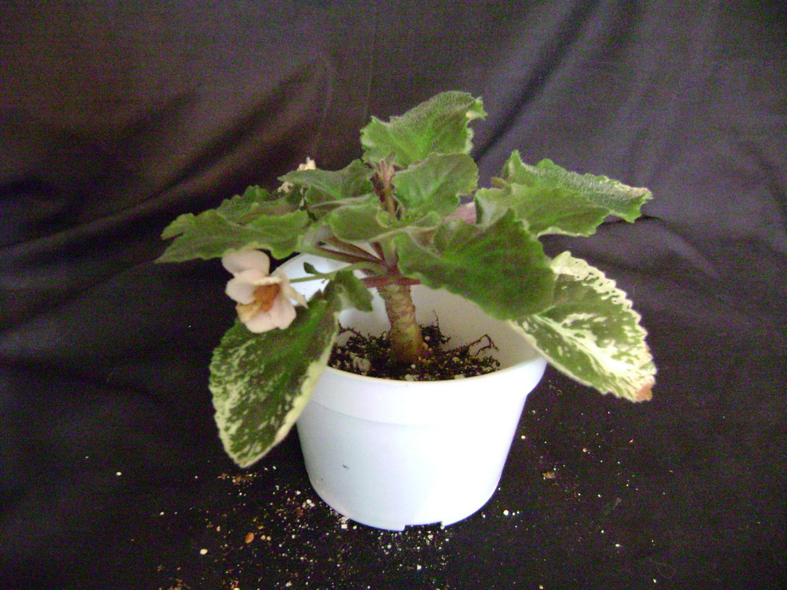 Houseplant Guru: African Violet Tree?