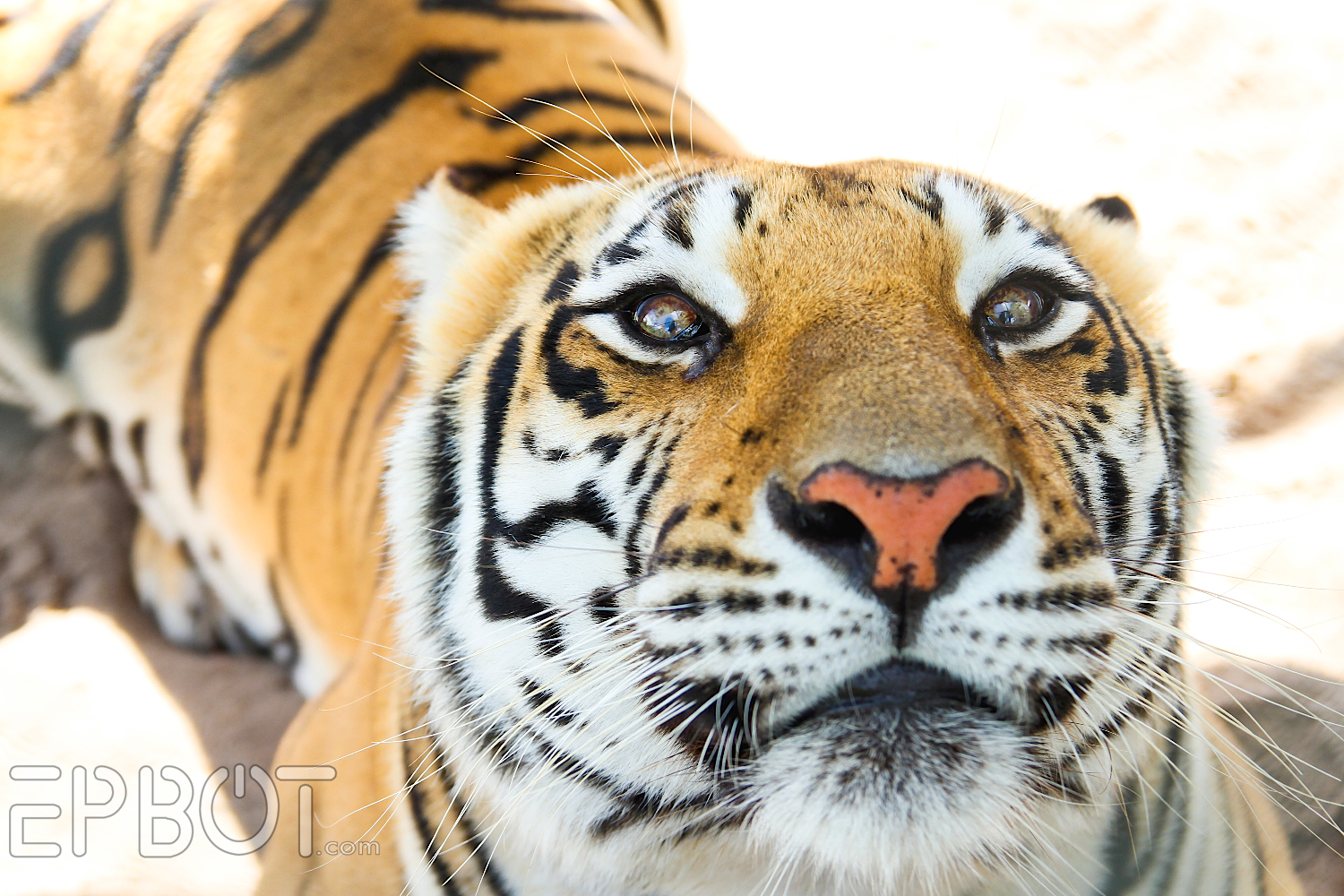 EPBOT: John's Anniversary Present, With A Side Of Tiger-Mauling