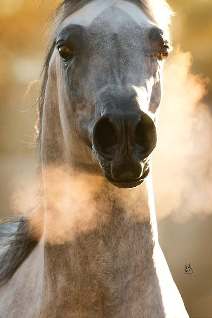 Imagenes de caballos - Fotografias equinas: Hermosa imagen de caballo ...