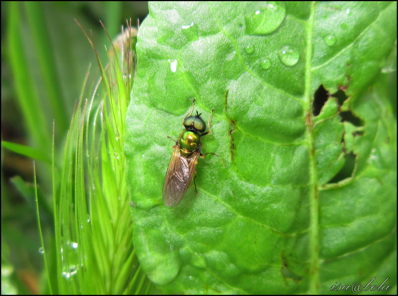 Bicharada e Aves: Mosca de asas castanhas...