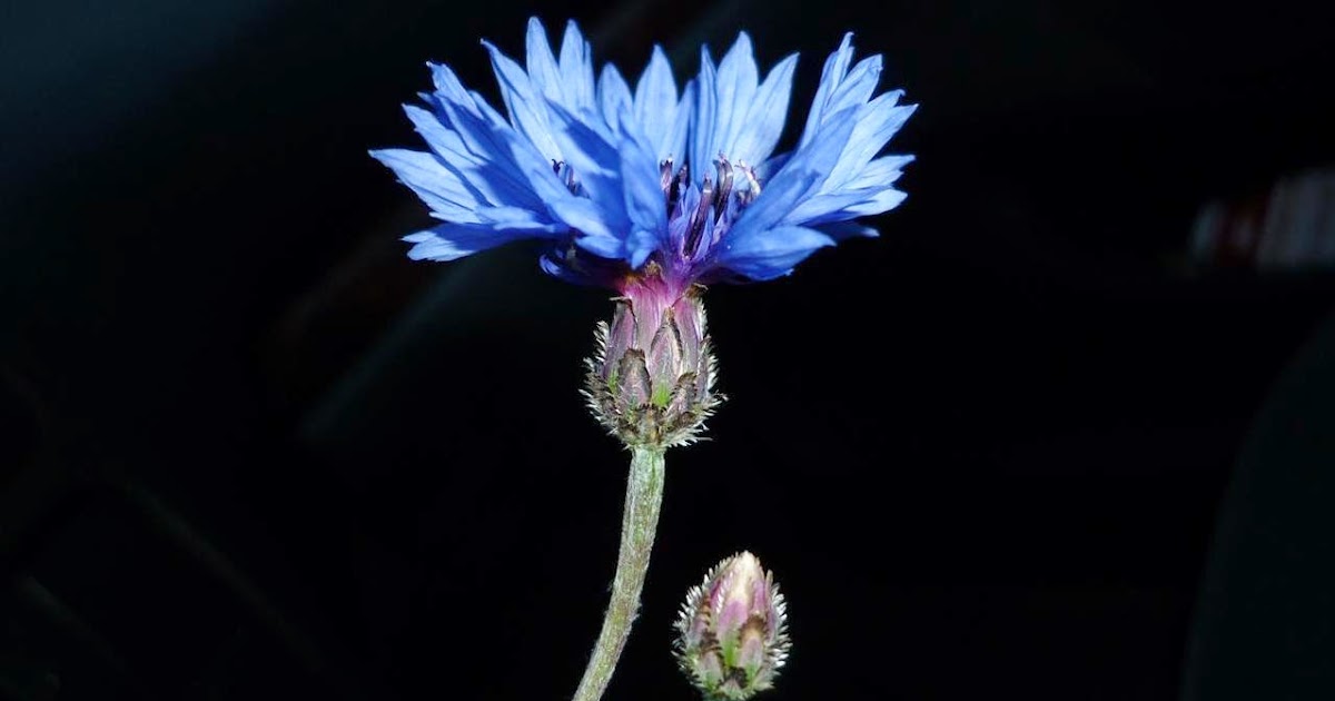 Flores y plantas silvestres: " Centaurea cyanus ". Aciano, Azulejo ...