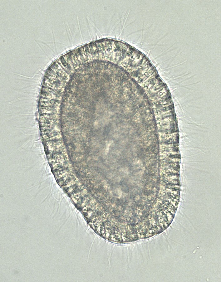 Invertebrate Embryology: Planula of Proboscidactyla flavicirrata