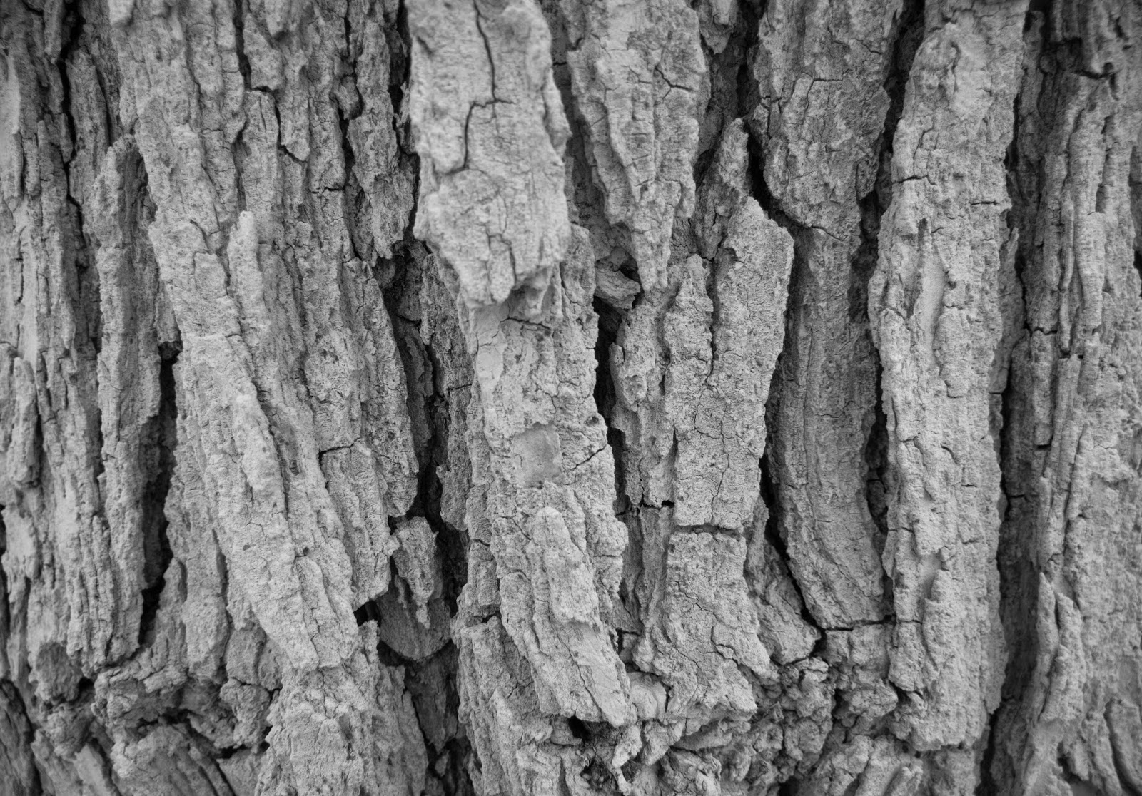 ART 247 - Digital Nature Photography : Detailed Pictures