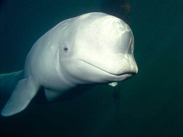 Alaska's Big Village Network: Cook Inlet Beluga Whale Recovery Plan ...