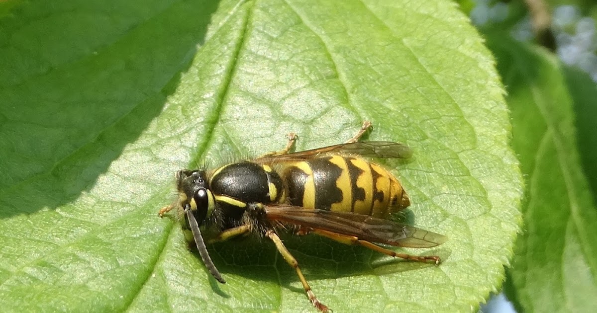 oog voor de natuur: Gewone wesp (Vespula vulgaris).