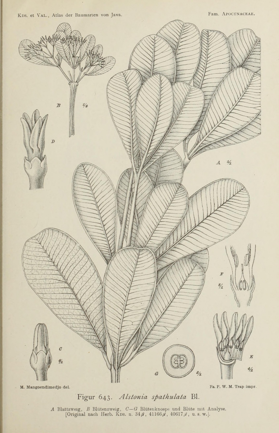 Pulai Gabus (Alstonia spatulata Blume)