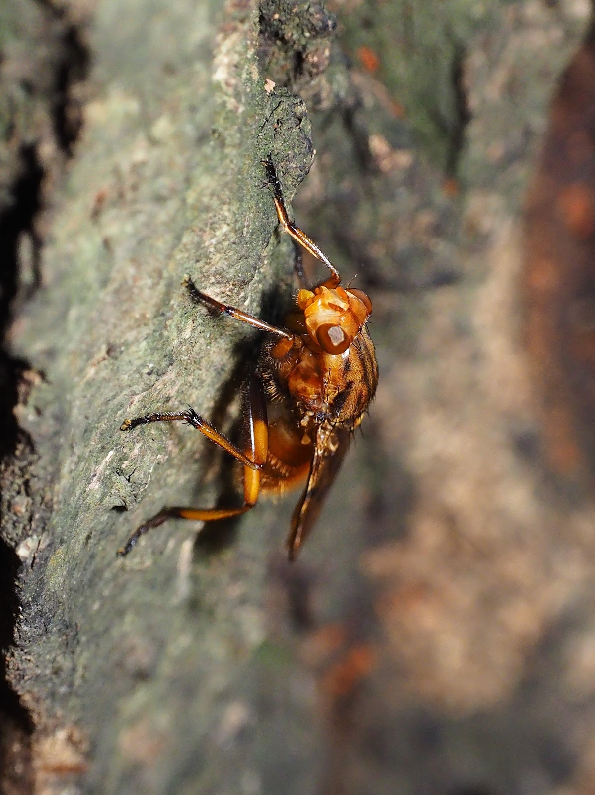 ベッコウバエ-穂高's Field Notes ～from神奈川の空の下～