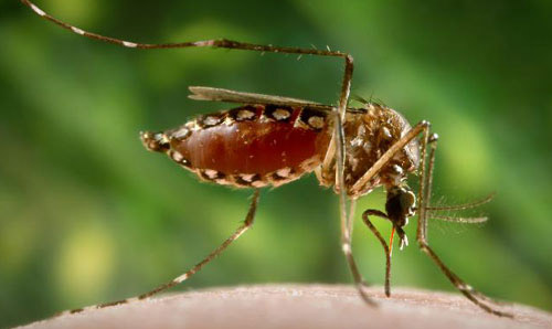 Zika, la nueva enfermedad que transmite el mosquito Aedes aegypti