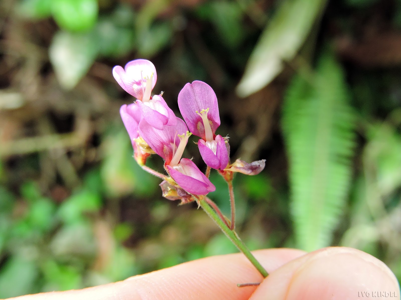 Carrapicho Beiço De Boi - RETOEDU