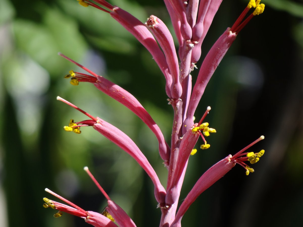Floraison colorée de Agave polianthiflora