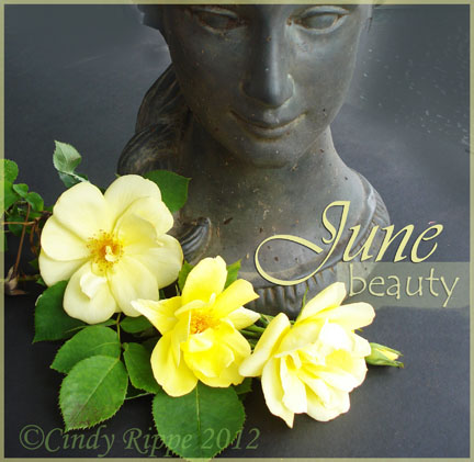 Cindy Rippe, Artist - Florals - Family - Faith: June Flower of the ...