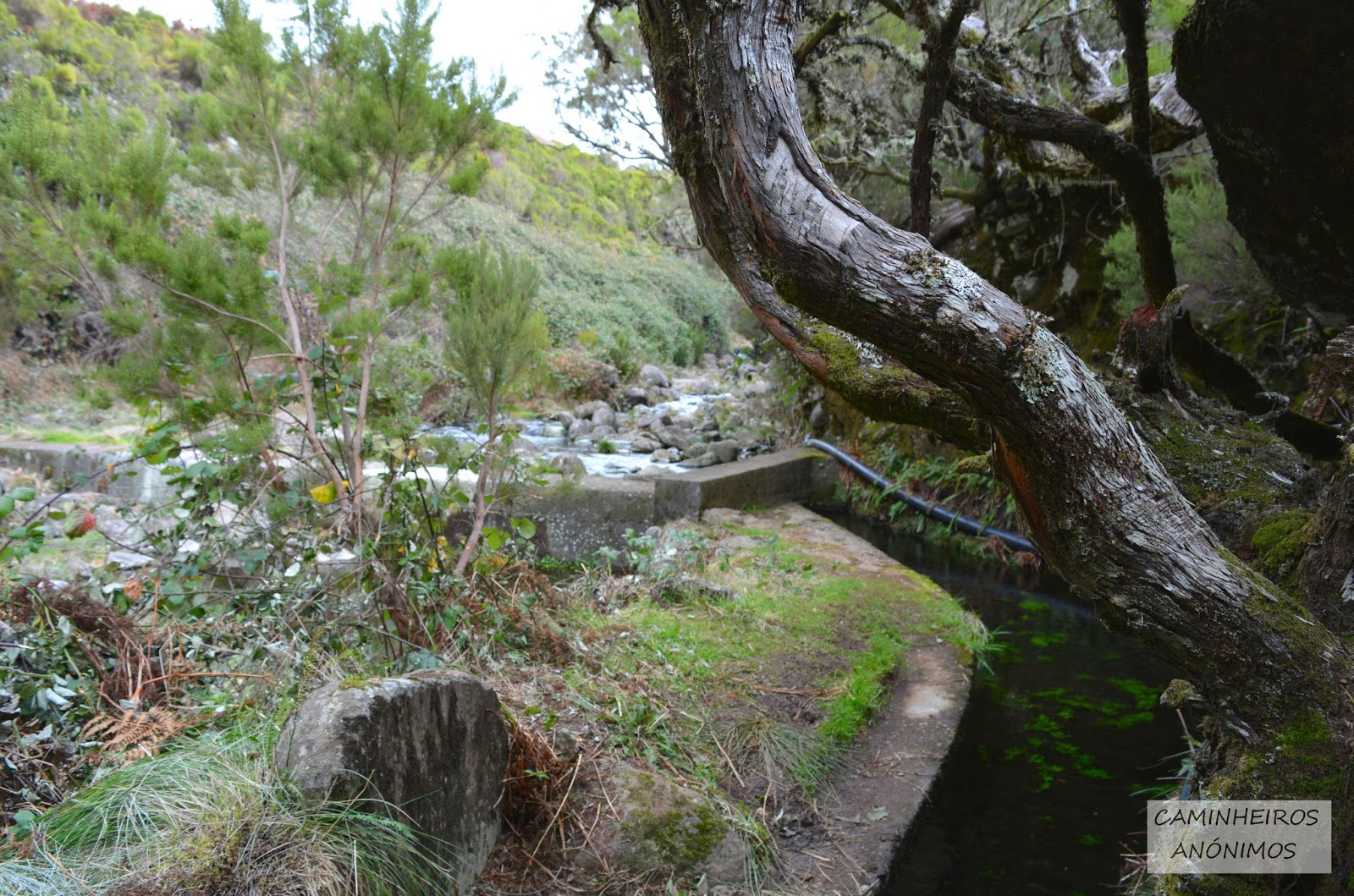 Caminheiros Anónimos Levadas da Madeira : Levada do Pico da Urze (Calheta)