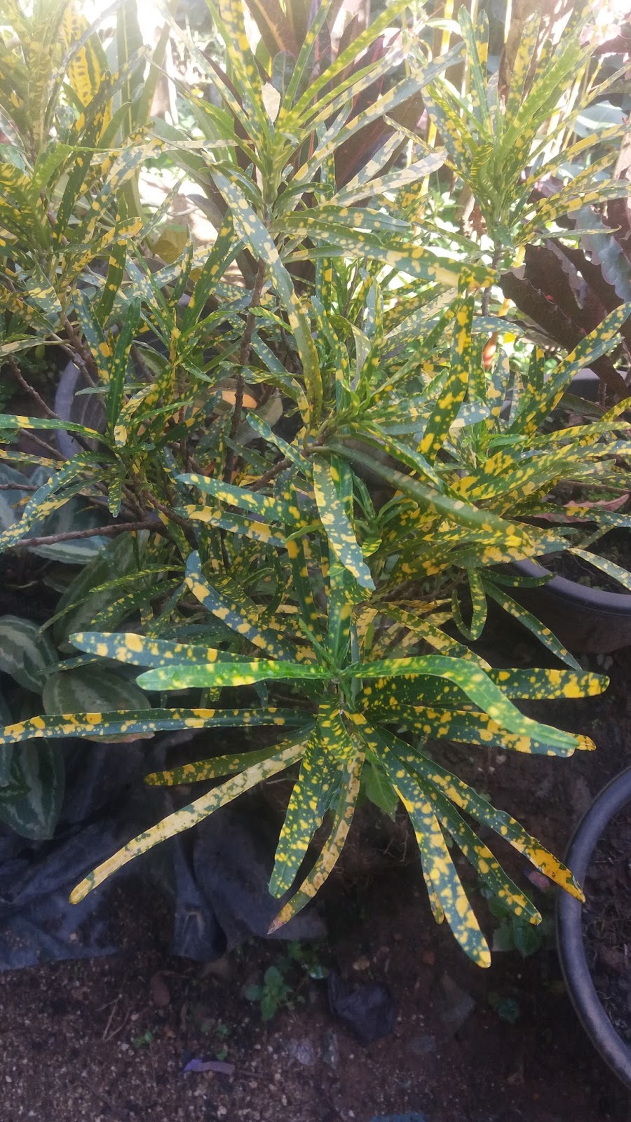 Mengenal Bunga Puring