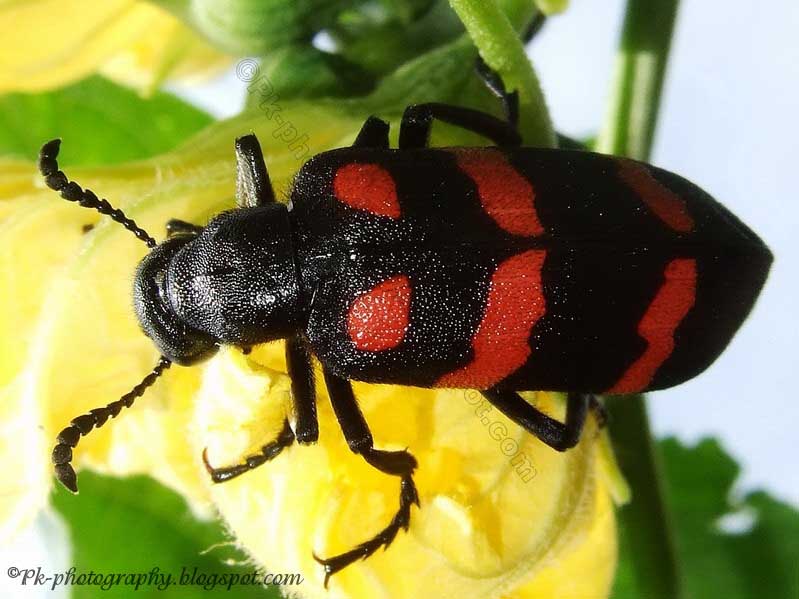 Blister Beetles | Nature, Cultural, and Travel Photography Blog