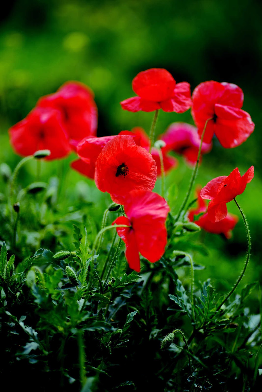 Heremita Monoculus: mája 2016