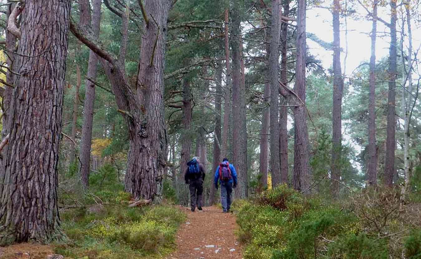 Alex and Bob`s Blue Sky Scotland: Loch Garten Nature Reserve. Abernethy ...