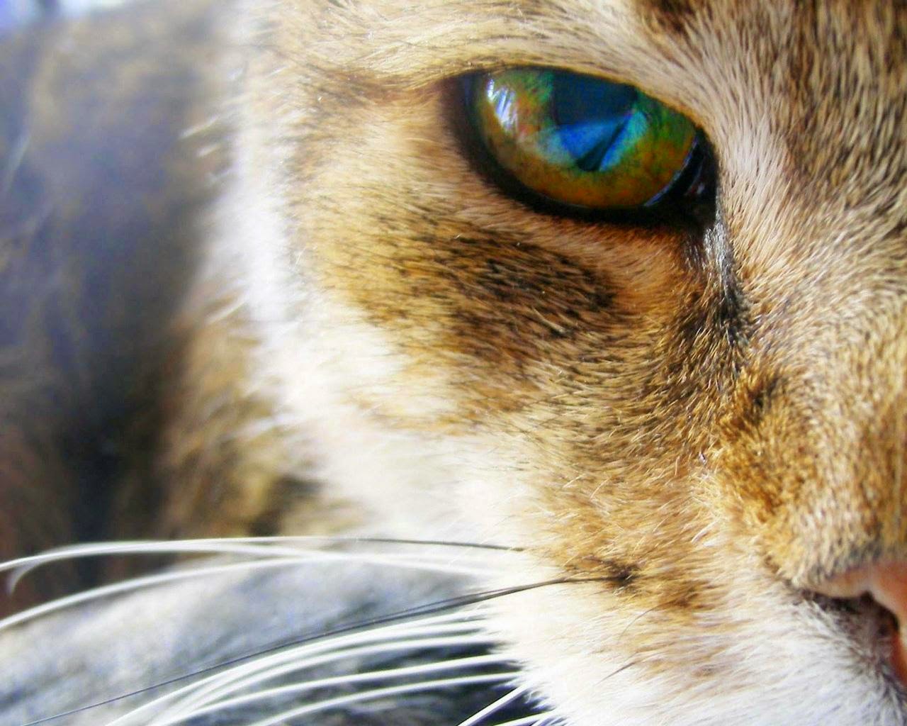 Exclusively Cats Veterinary Hospital Blog: Feline Sense and Scents ...