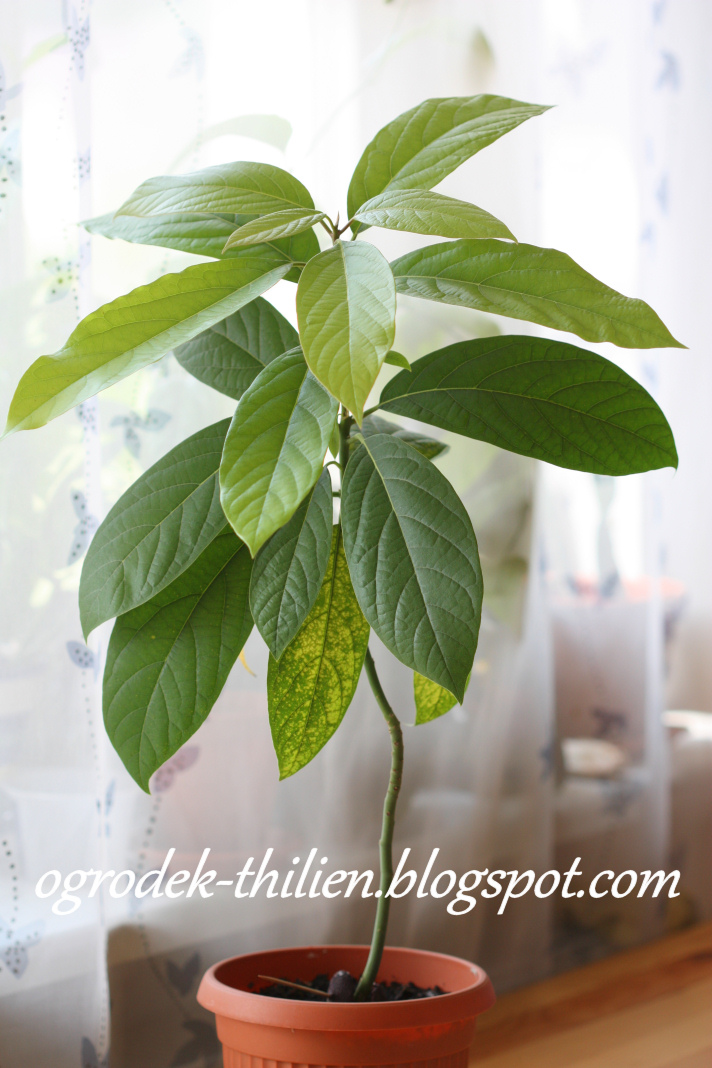 Zielona Chata: Awokado w doniczce ma już 3 lata