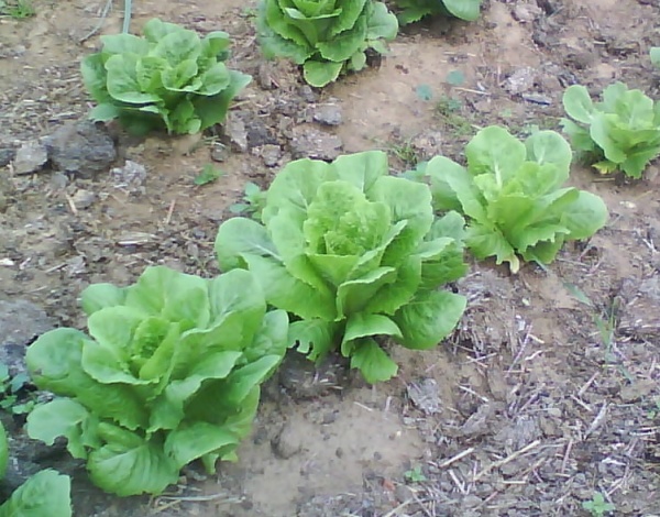 Faenas de la Huerta: La lechuga
