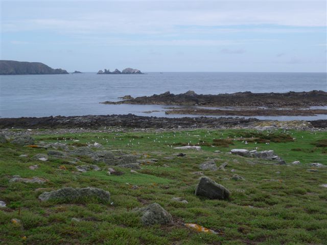 Guernsey Gulls: Back to Burhou, Alderney