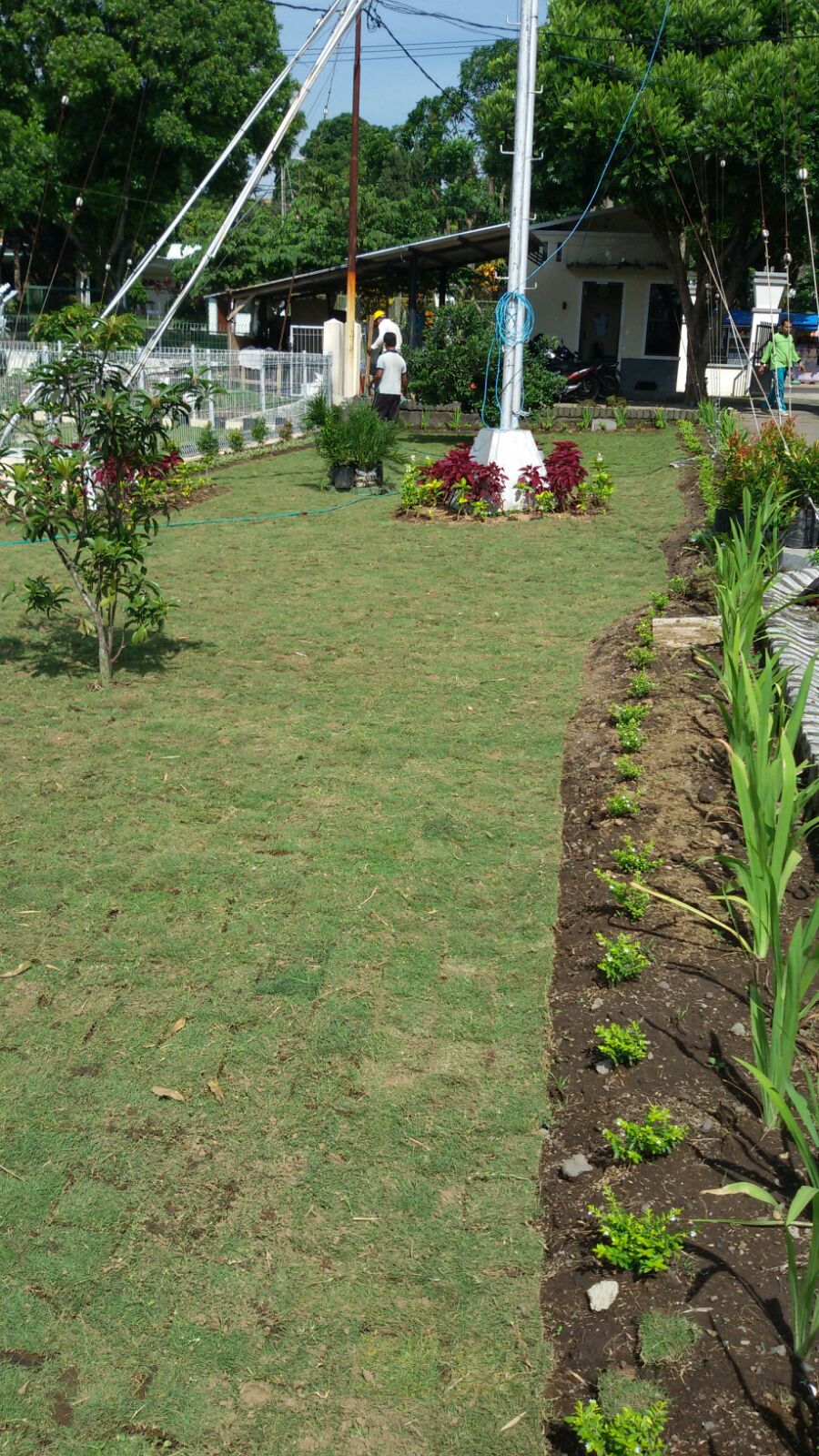 penanaman rumput jepang rumput manila kantor BMKG karangploso MALANG ...