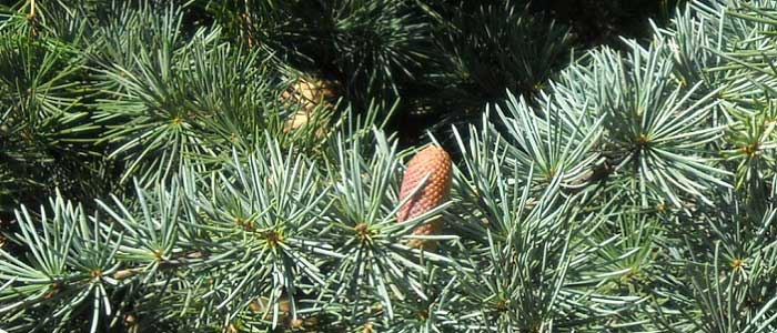 SEDİR Ağacı - Ağaç Türleri