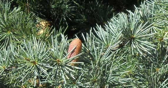 Sedir Ağacı Nedir, Özellikleri Nelerdir?