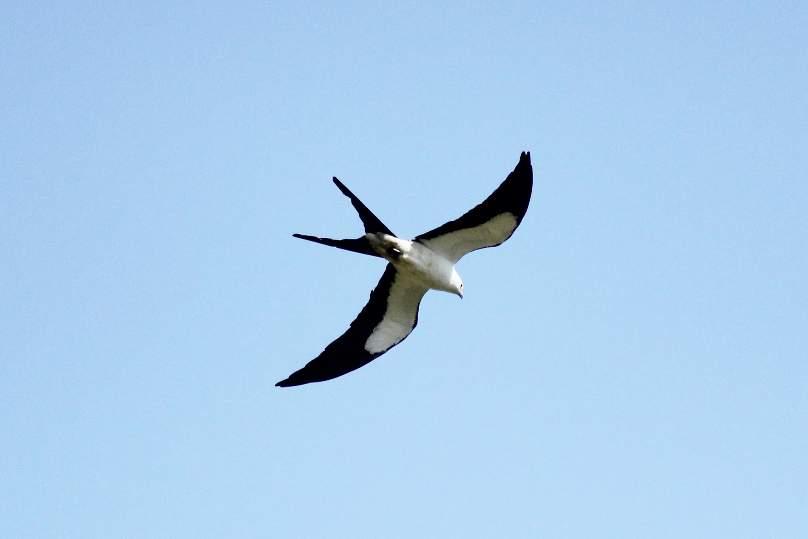 Joan and Dan's Birding Blog: Swallow-Tailed Kite